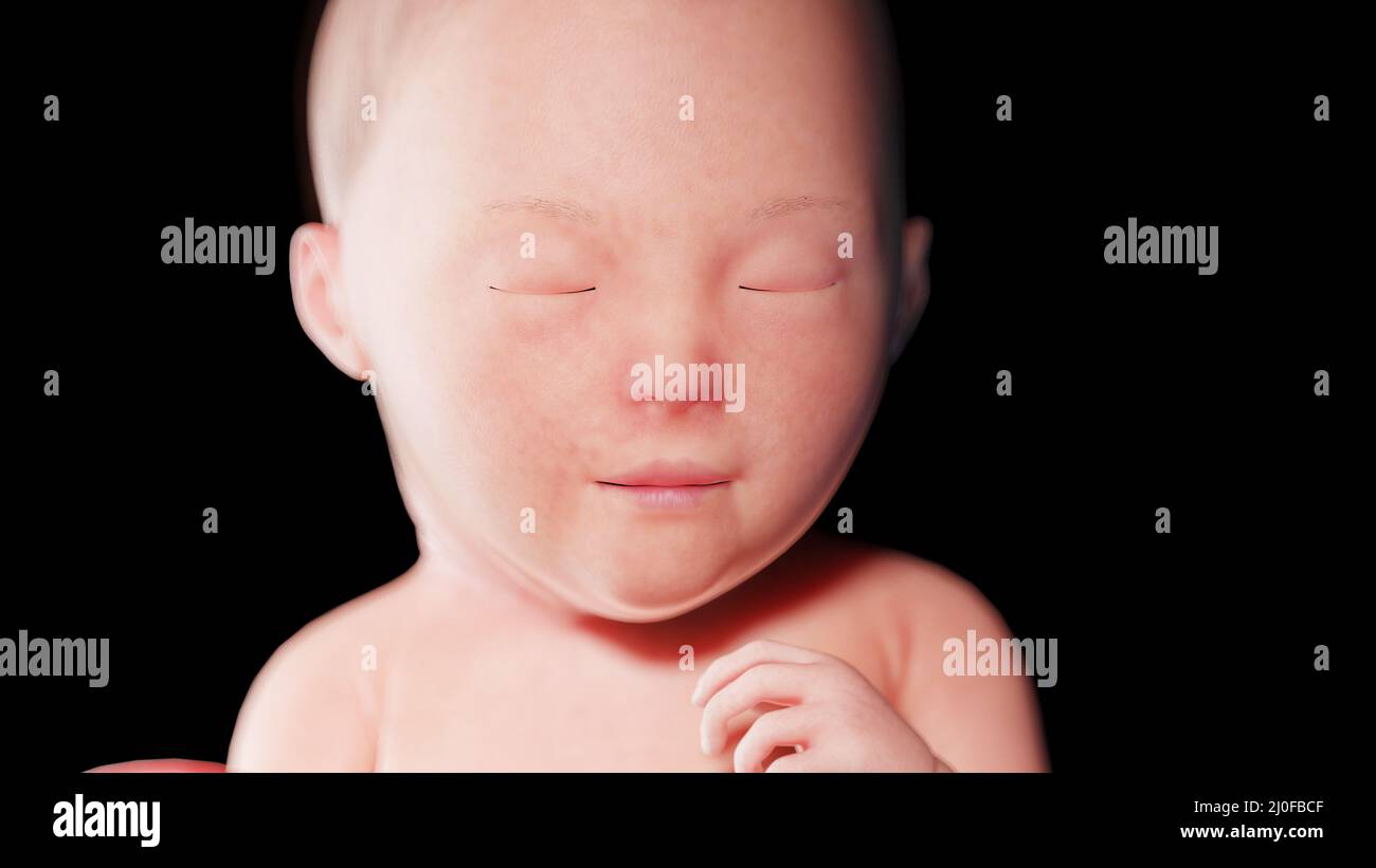 Human fetus at week 30, illustration Stock Photo - Alamy