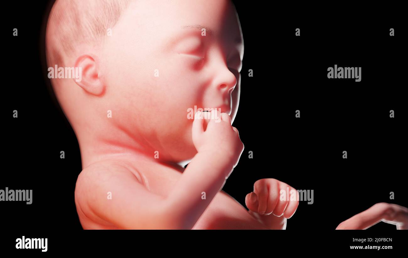 28 week fetus hi-res stock photography and images - Alamy
