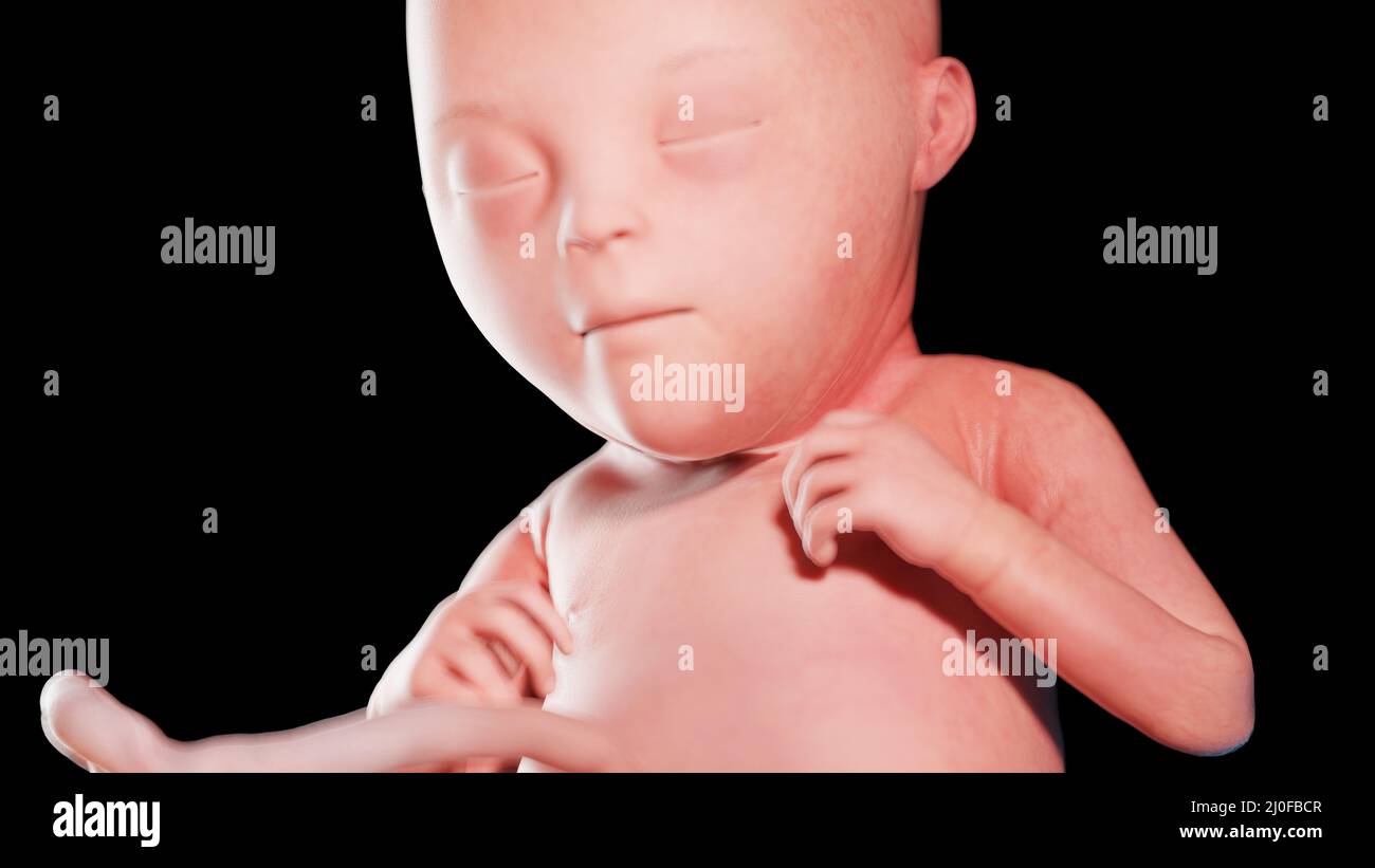 22 week fetus hi-res stock photography and images - Alamy