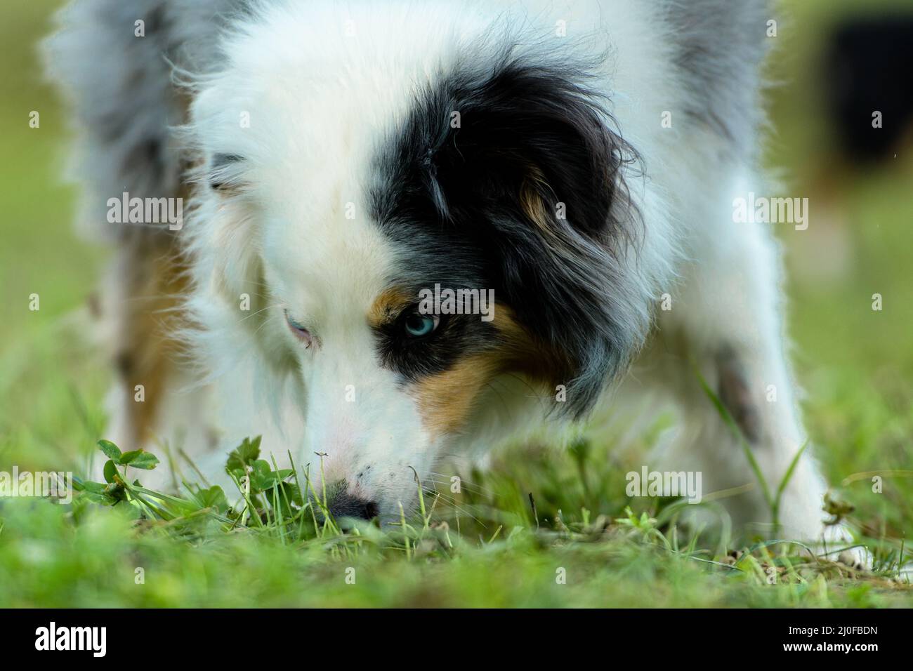 Searching shepherd hi-res stock photography and images - Alamy