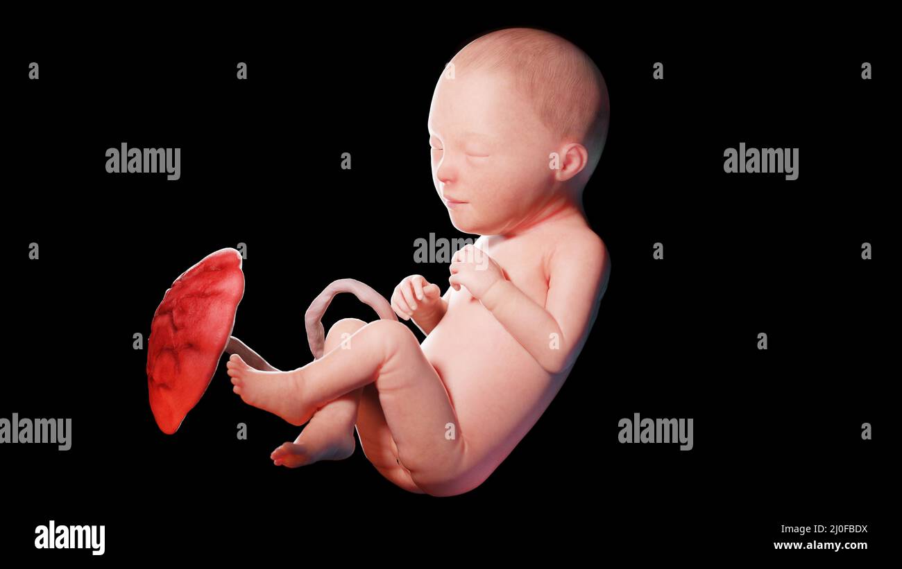 Human fetus at week 30, illustration Stock Photo - Alamy