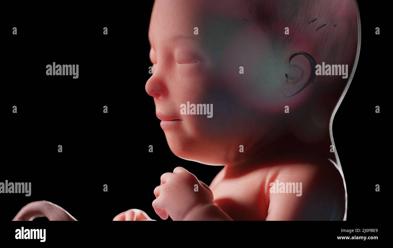 Human fetus at week 30, illustration Stock Photo - Alamy