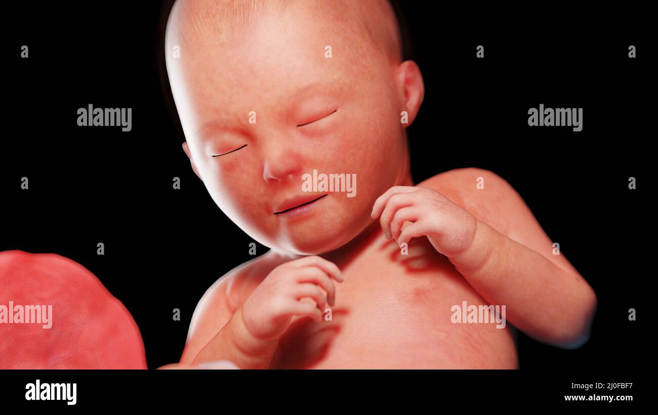Human fetus at week 32, illustration Stock Photo - Alamy