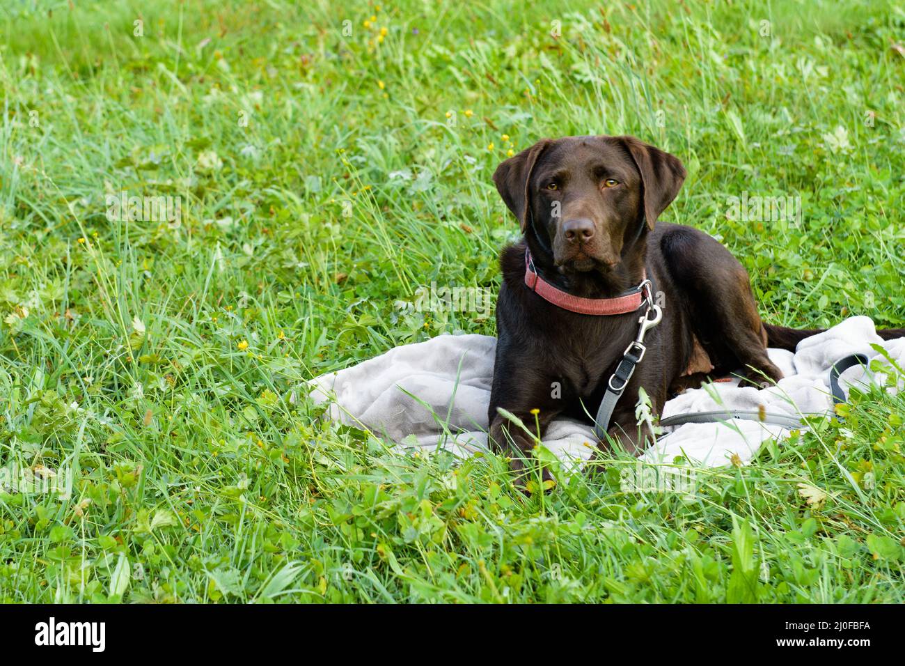 Labrador retriever brown Stock Photo - Alamy