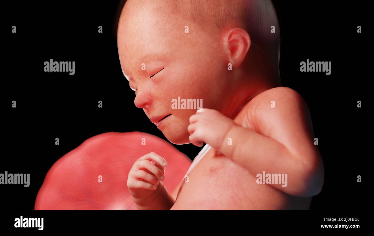 Fetus 32 week hi-res stock photography and images - Alamy