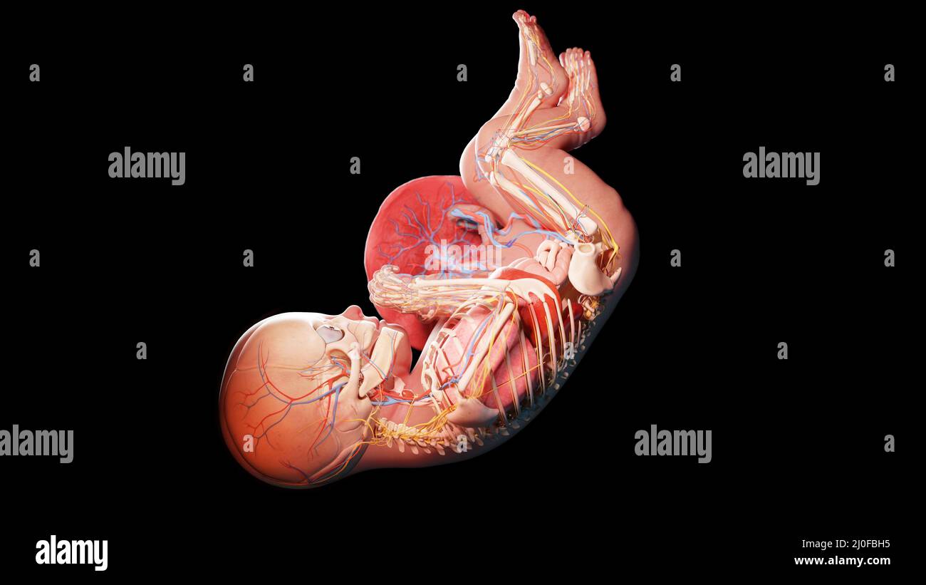 Human fetus at week 38, illustration Stock Photo - Alamy