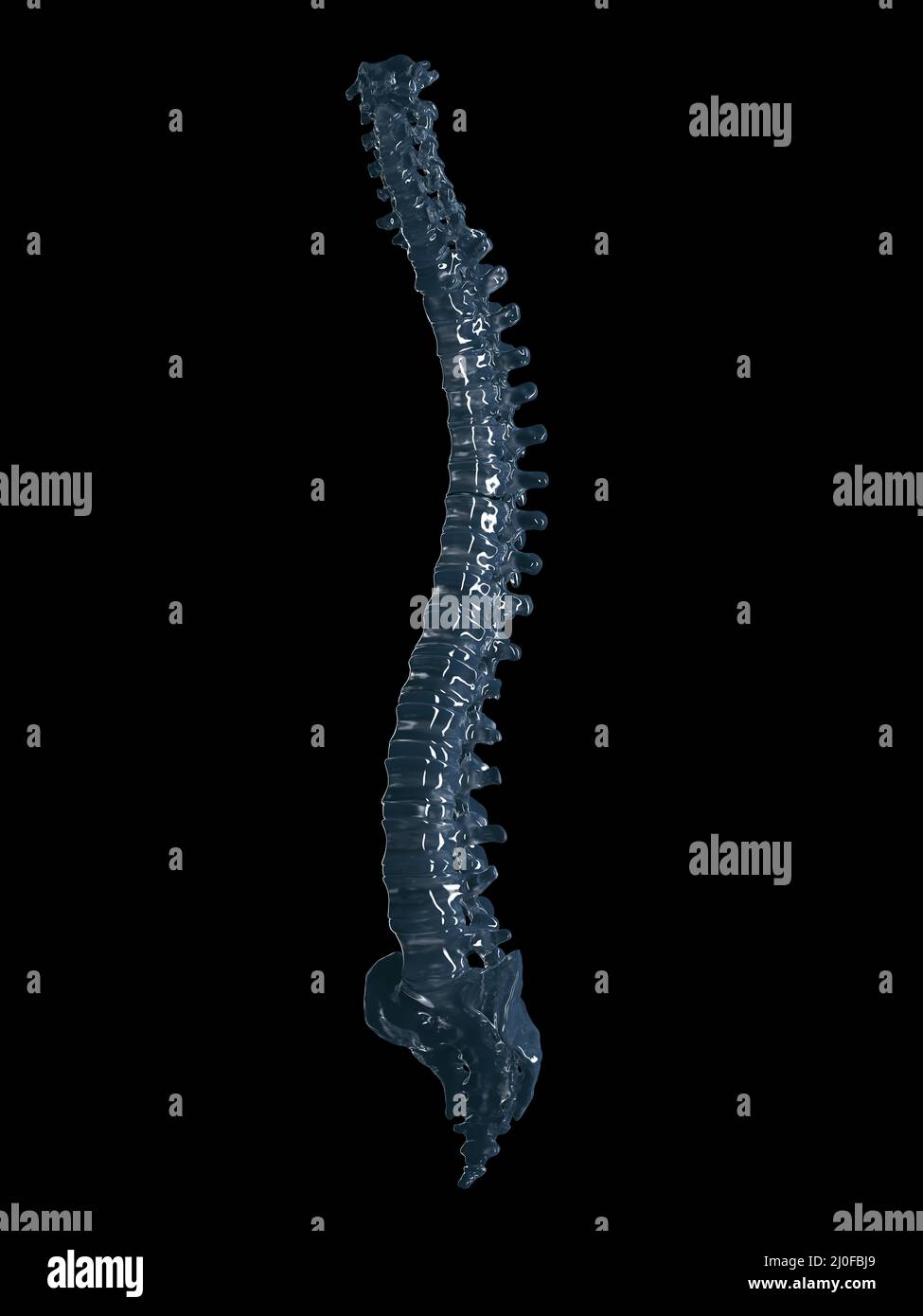 Skeletal spine hi-res stock photography and images - Alamy