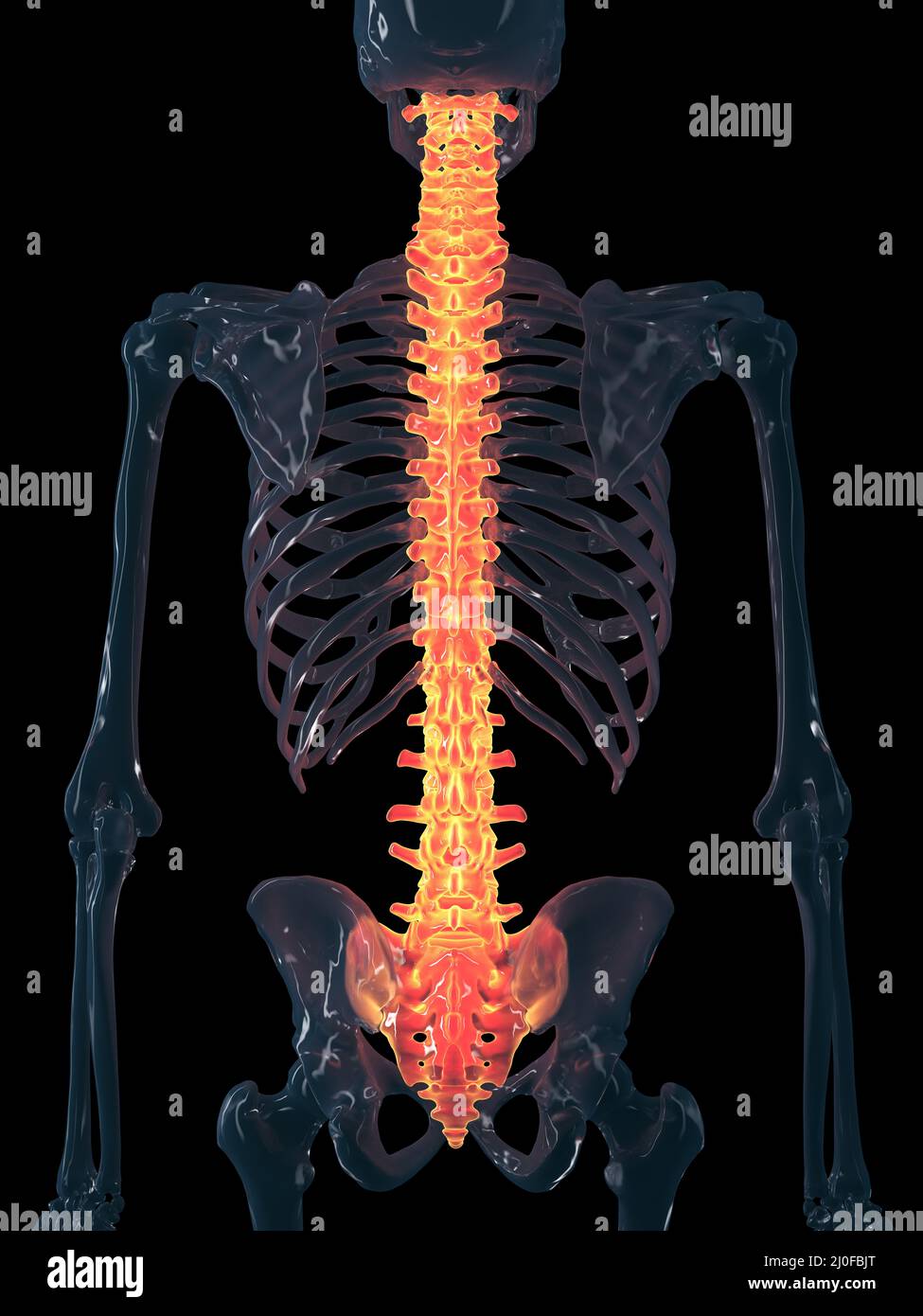 Human spine, illustration Stock Photo - Alamy