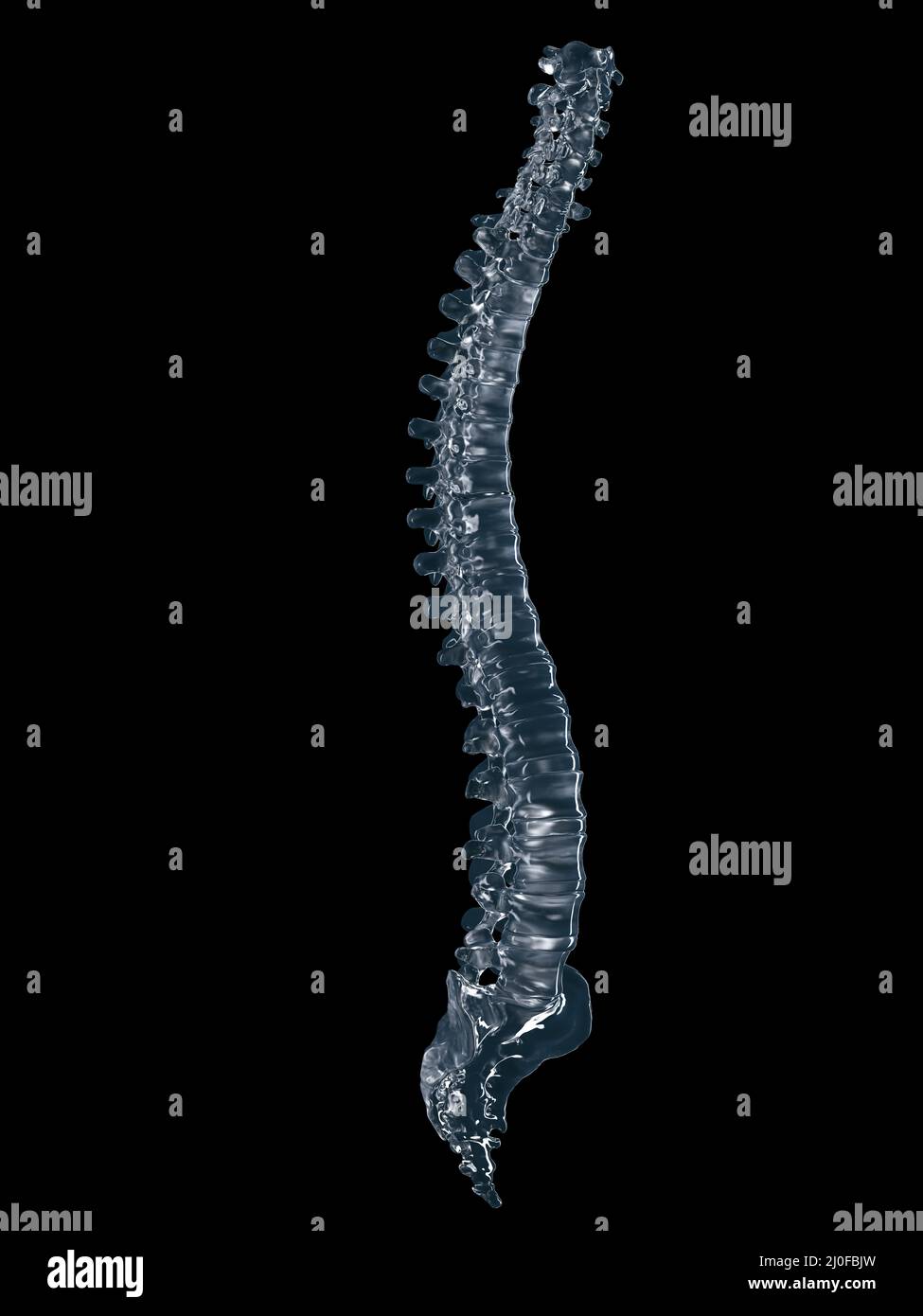Spine skeleton hi-res stock photography and images - Alamy