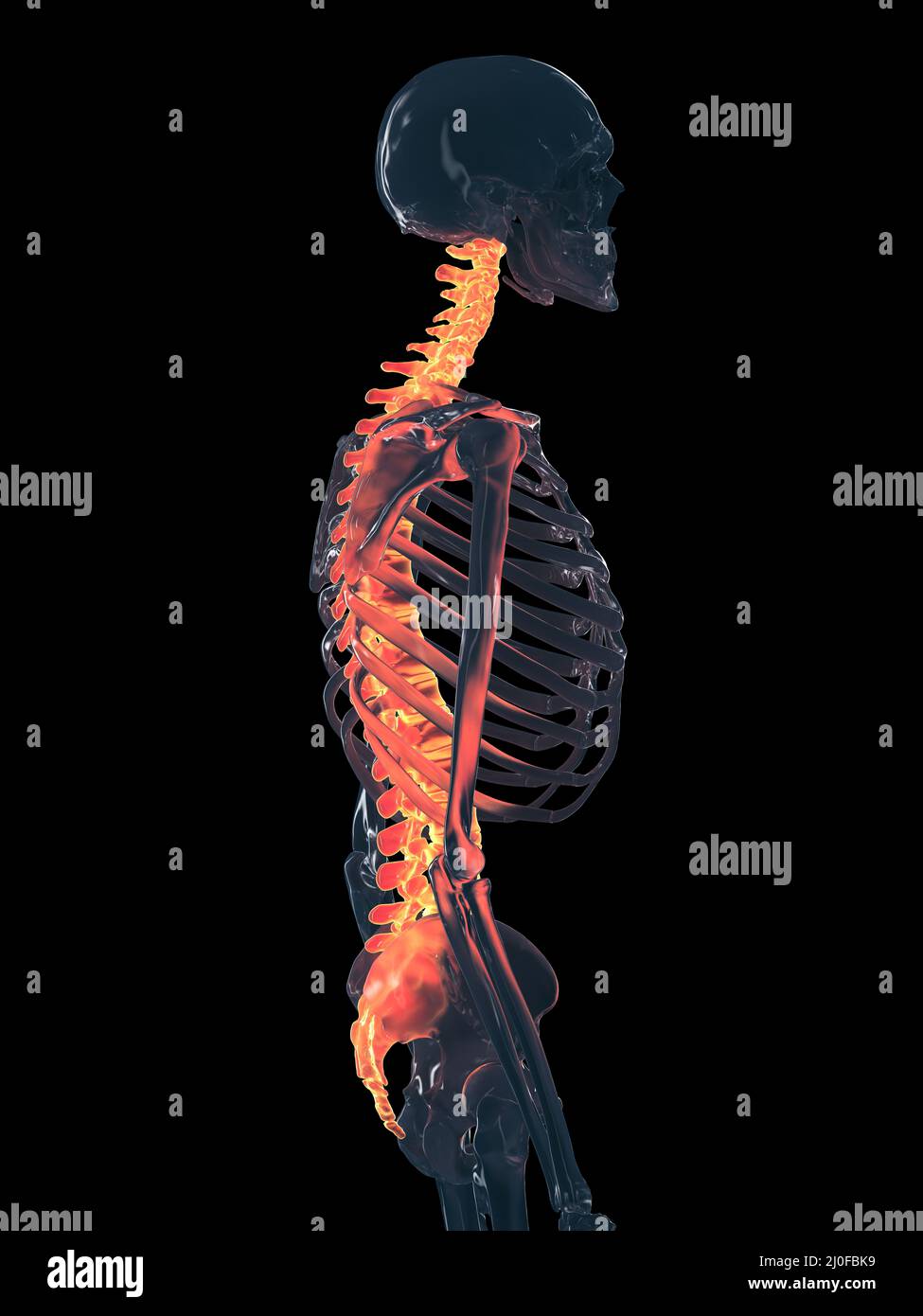 Human spine, illustration Stock Photo - Alamy
