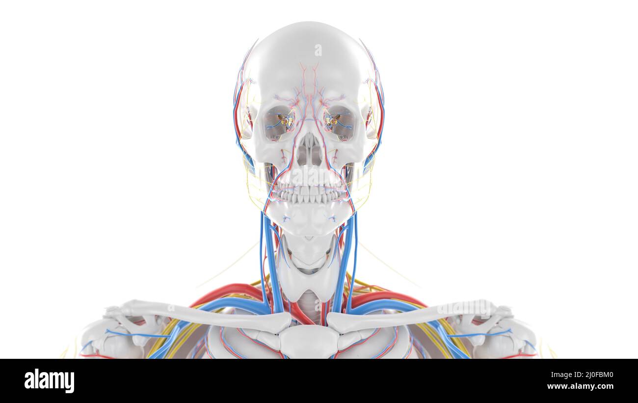 Neck anatomy, illustration Stock Photo - Alamy