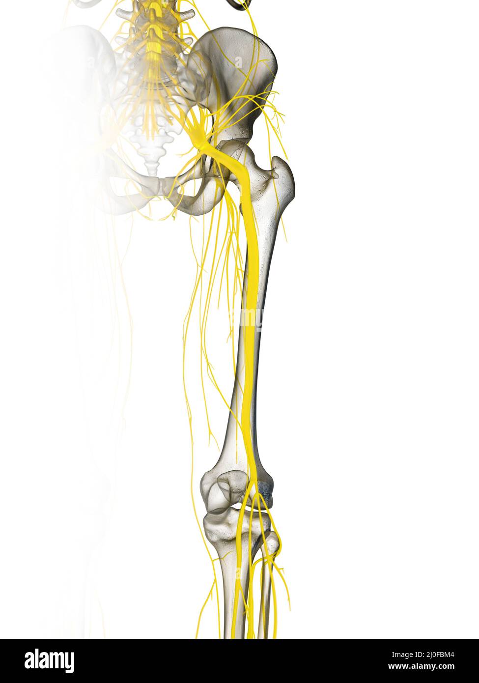 Sciatic nerve, illustration Stock Photo - Alamy