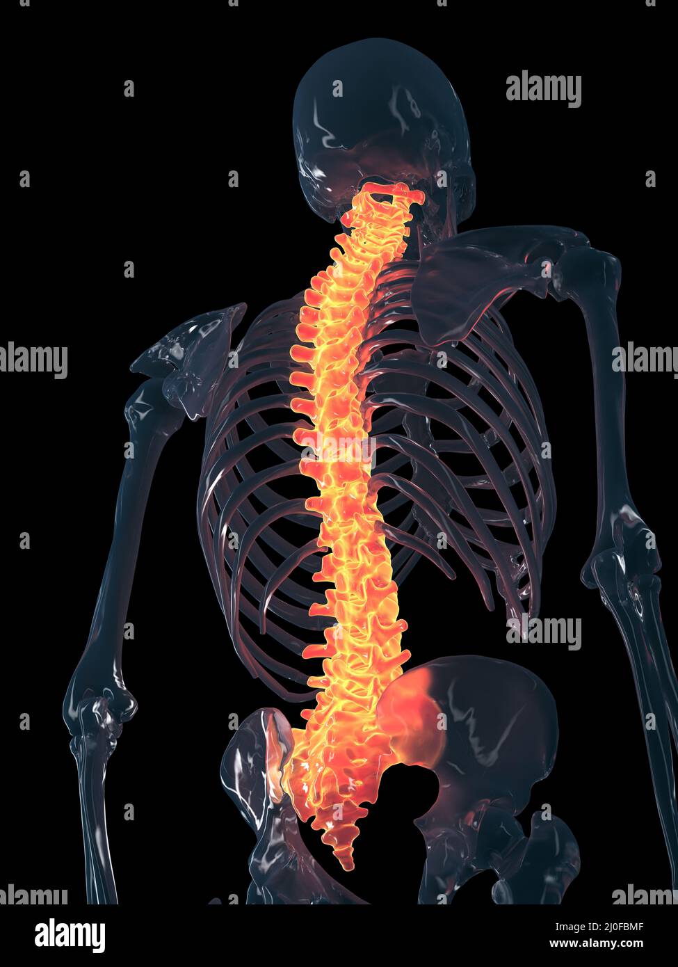 Human spine, illustration Stock Photo - Alamy