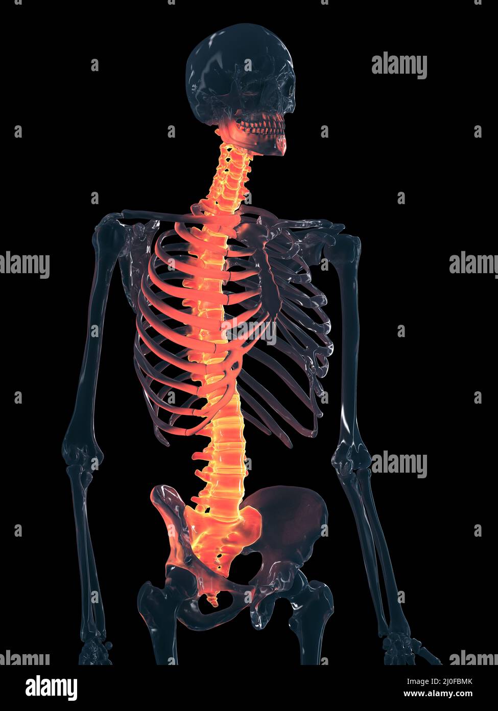 Human spine, illustration Stock Photo - Alamy