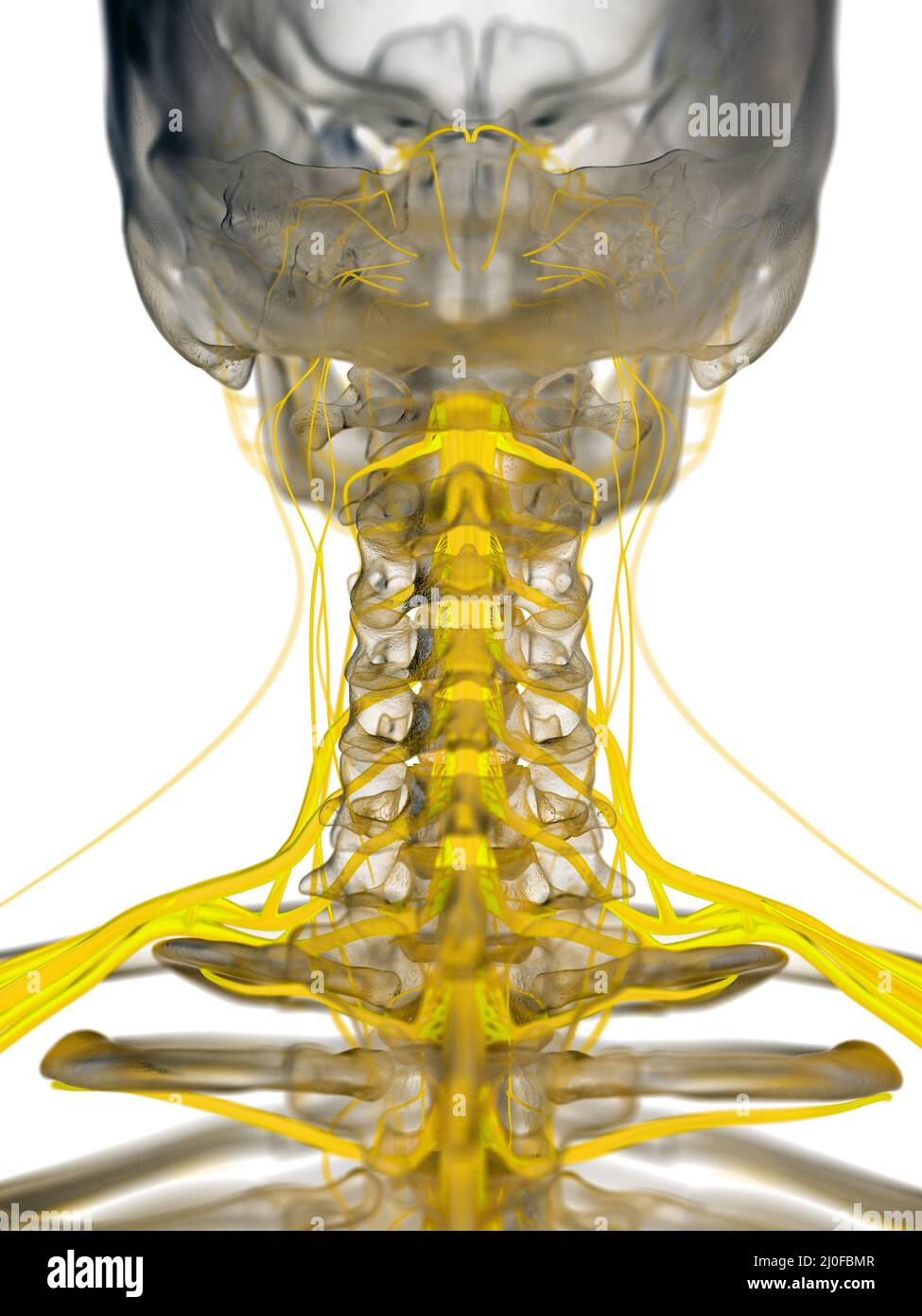 Cervical nerves, illustration Stock Photo - Alamy