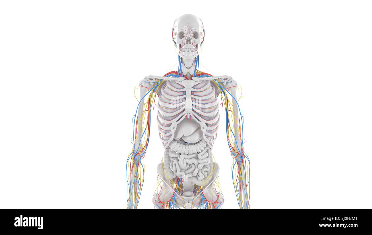 Upper body anatomy, illustration Stock Photo - Alamy