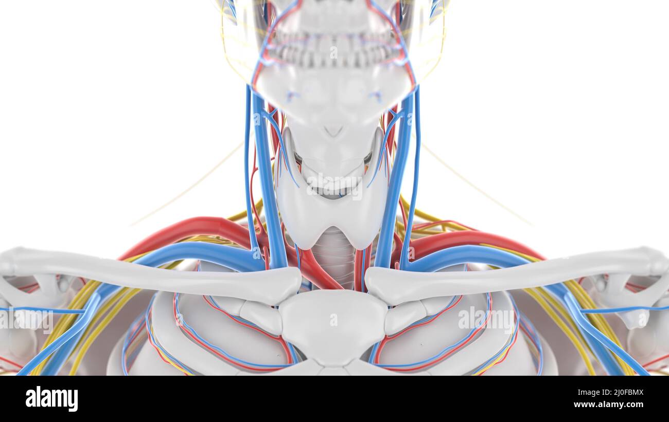 Neck anatomy, illustration Stock Photo - Alamy