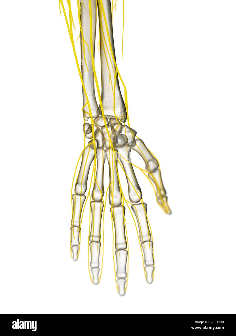 Hand nerves, illustration Stock Photo - Alamy