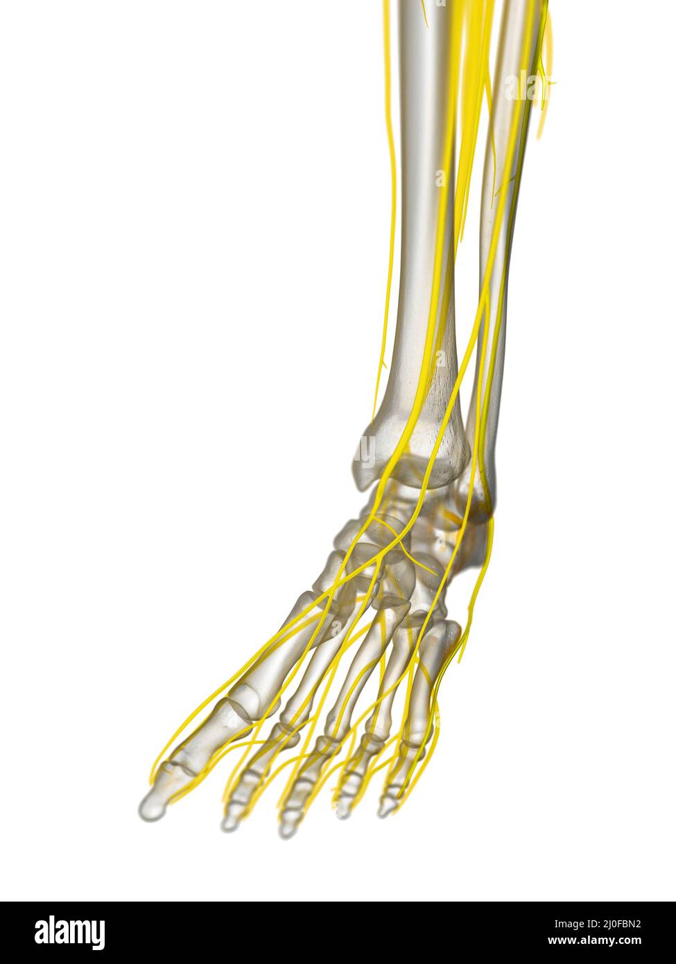 Foot nerves, illustration Stock Photo - Alamy