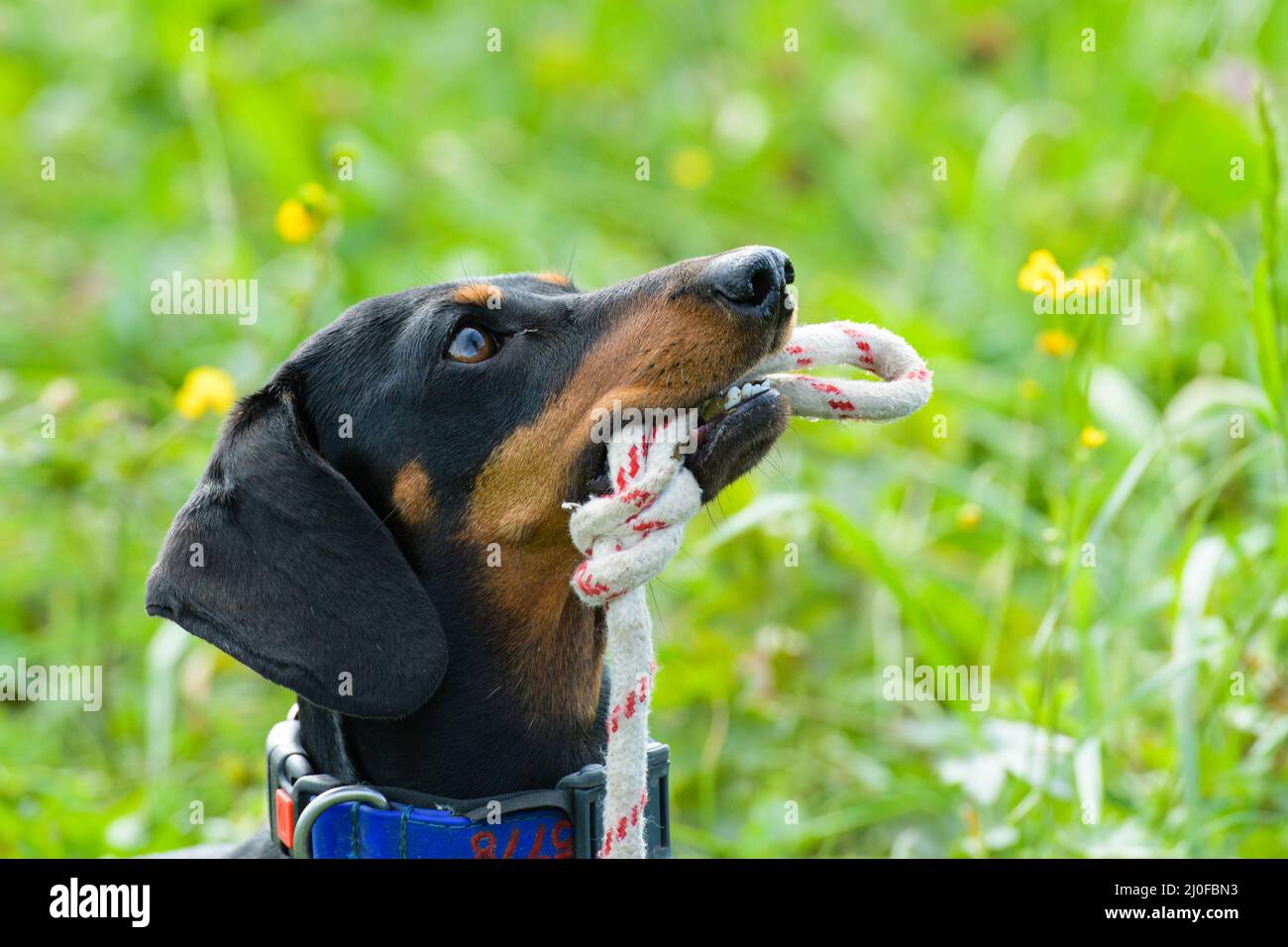 Training fetching hi-res stock photography and images - Alamy