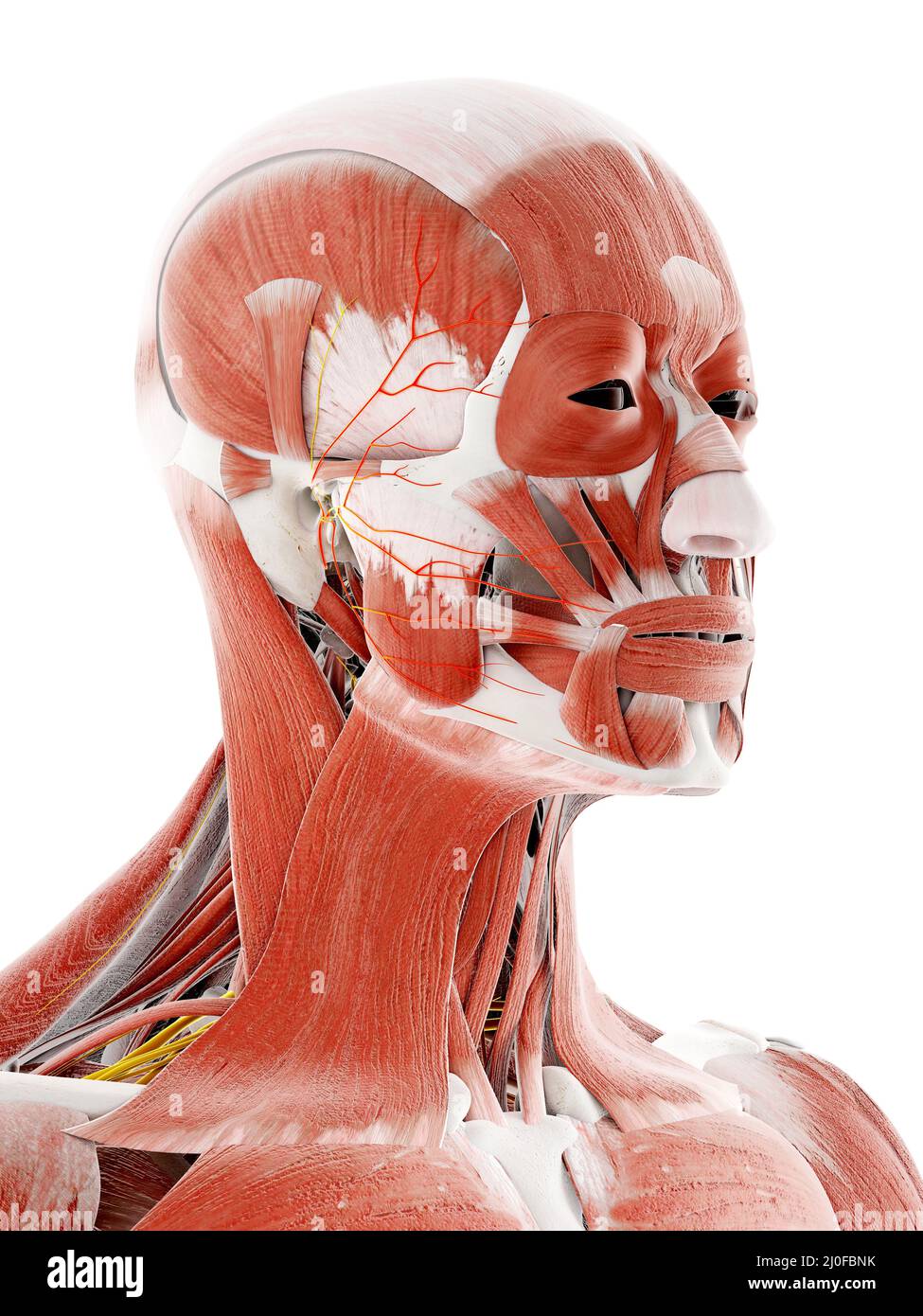 Facial nerve, illustration Stock Photo - Alamy