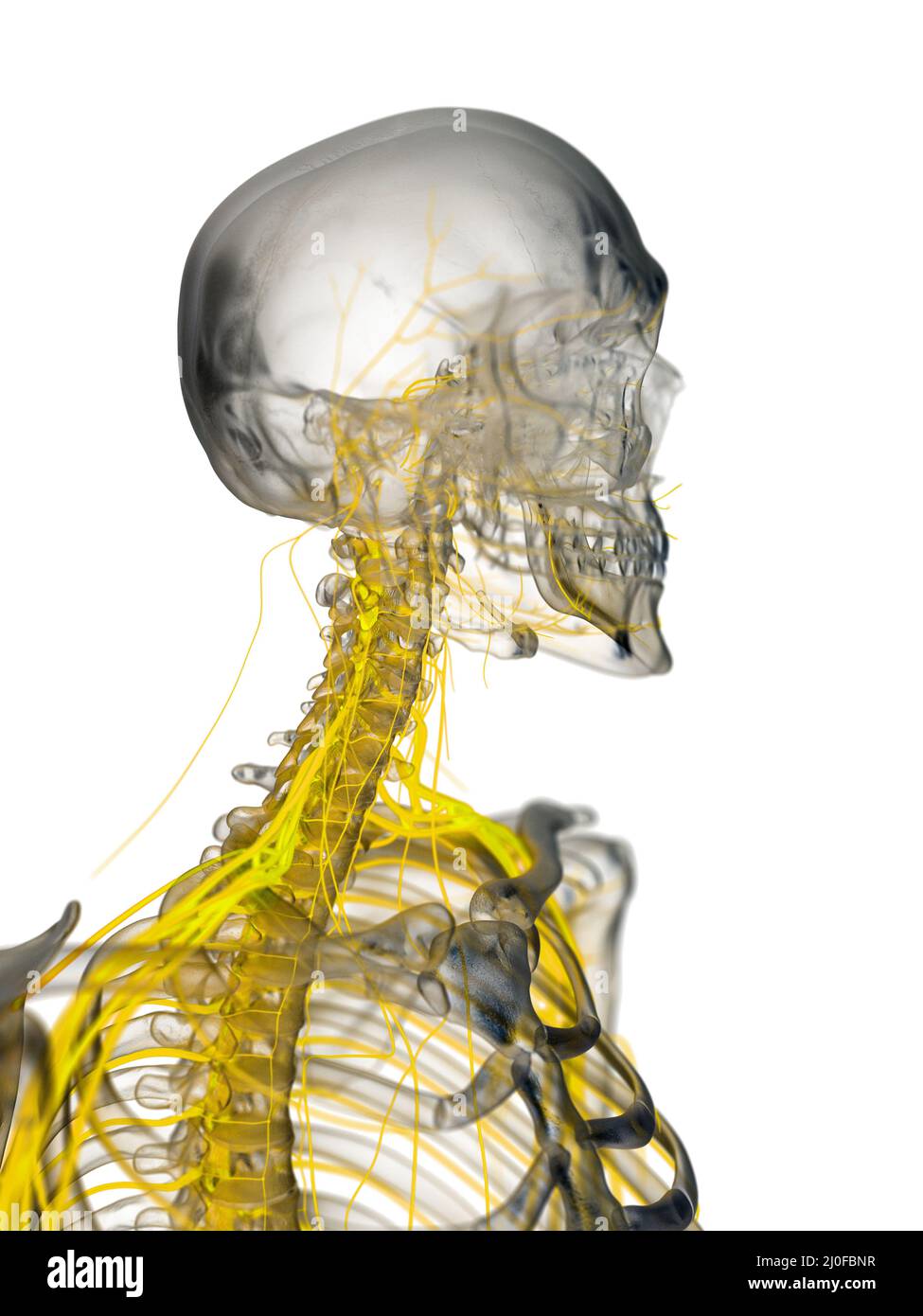 Cervical nerves, illustration Stock Photo - Alamy