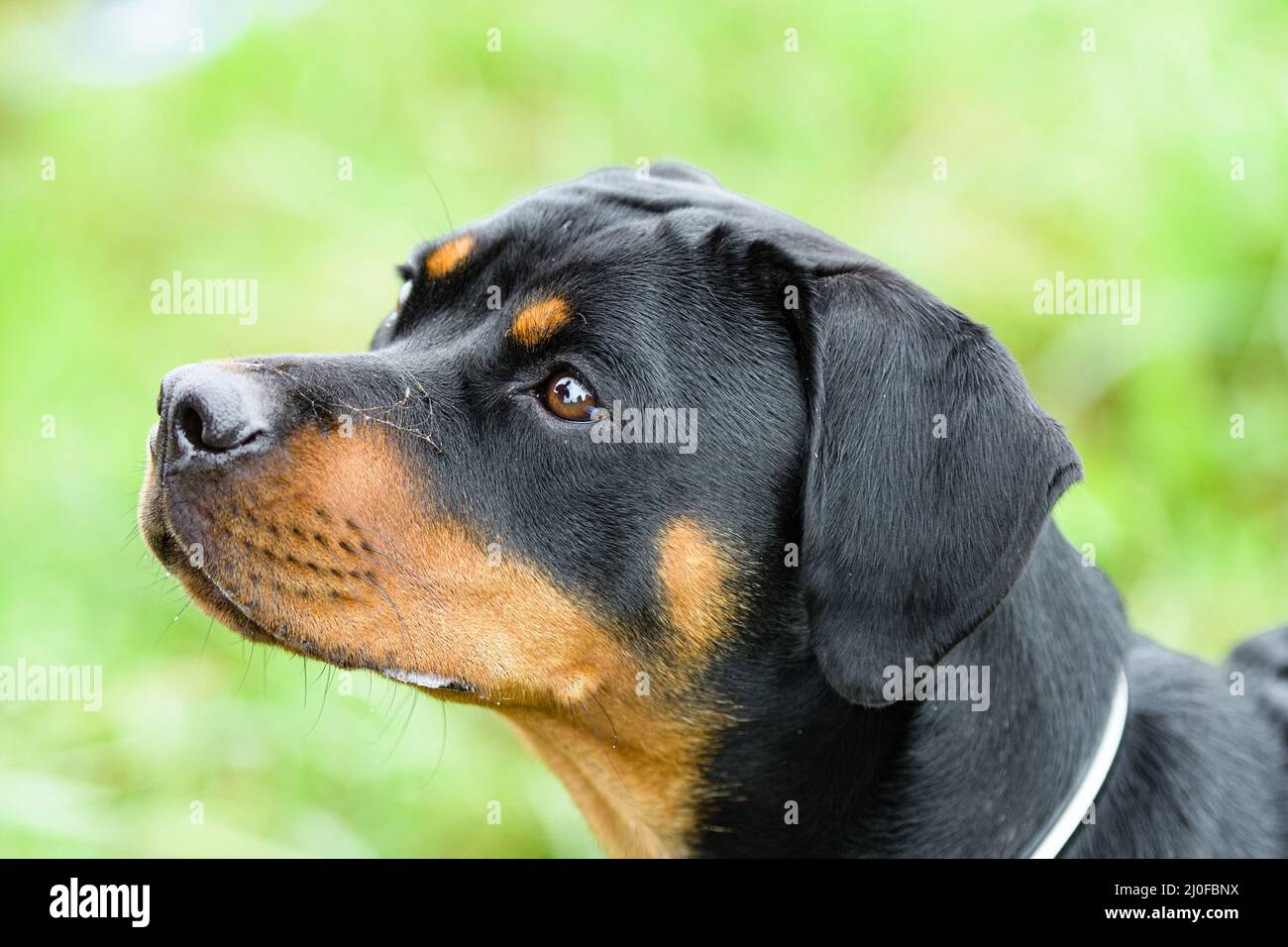 Rottweiler face hi-res stock photography and images - Alamy