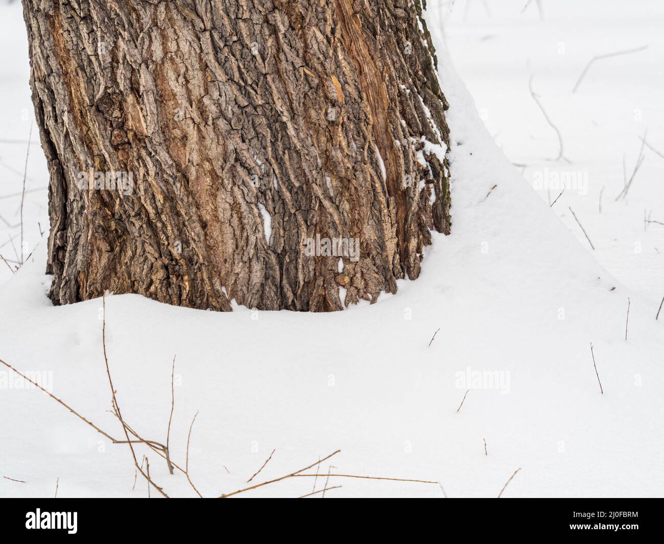 Poplar tree bark with wooden texture nature background with snow ...