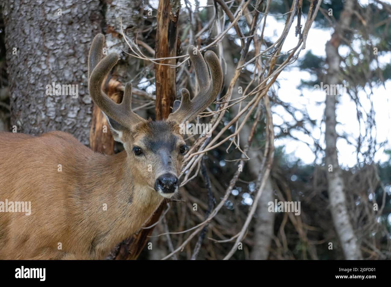 lone adult deer walking near tall pine trees Stock Photo - Alamy