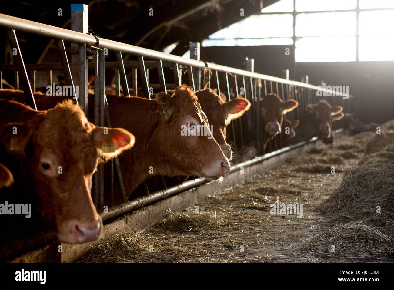 Cows and red barn hi-res stock photography and images - Alamy