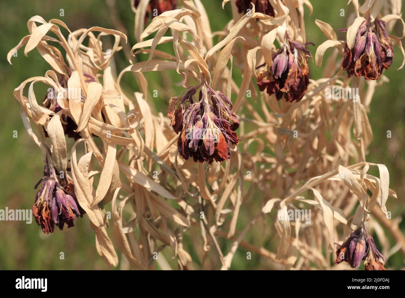 Withered plants hi-res stock photography and images - Alamy