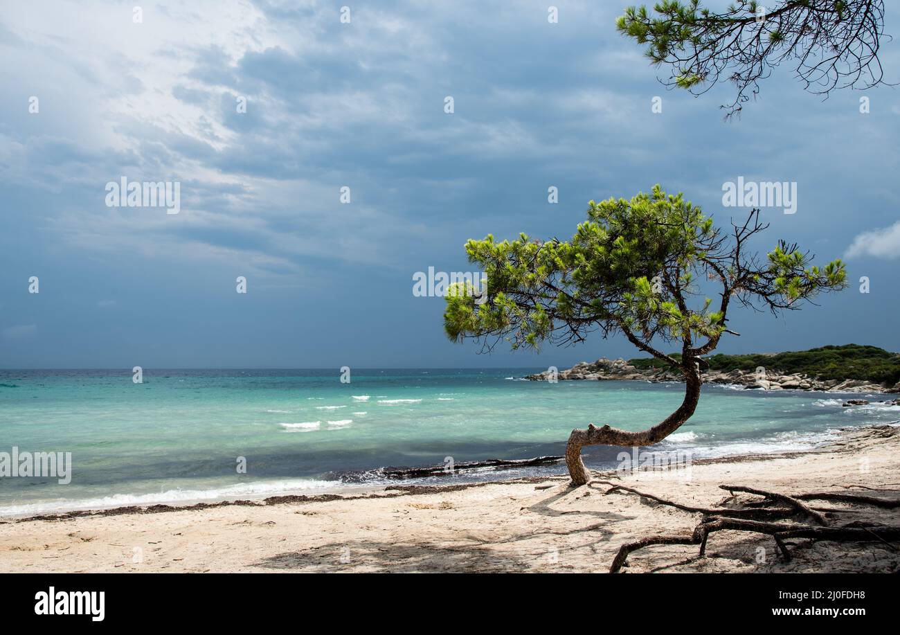 Coastal tree hi-res stock photography and images - Alamy