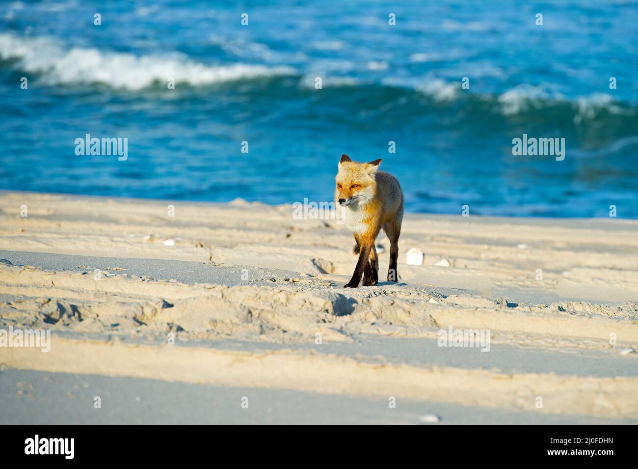 Red Fox Walking on the Beach Stock Photo - Alamy