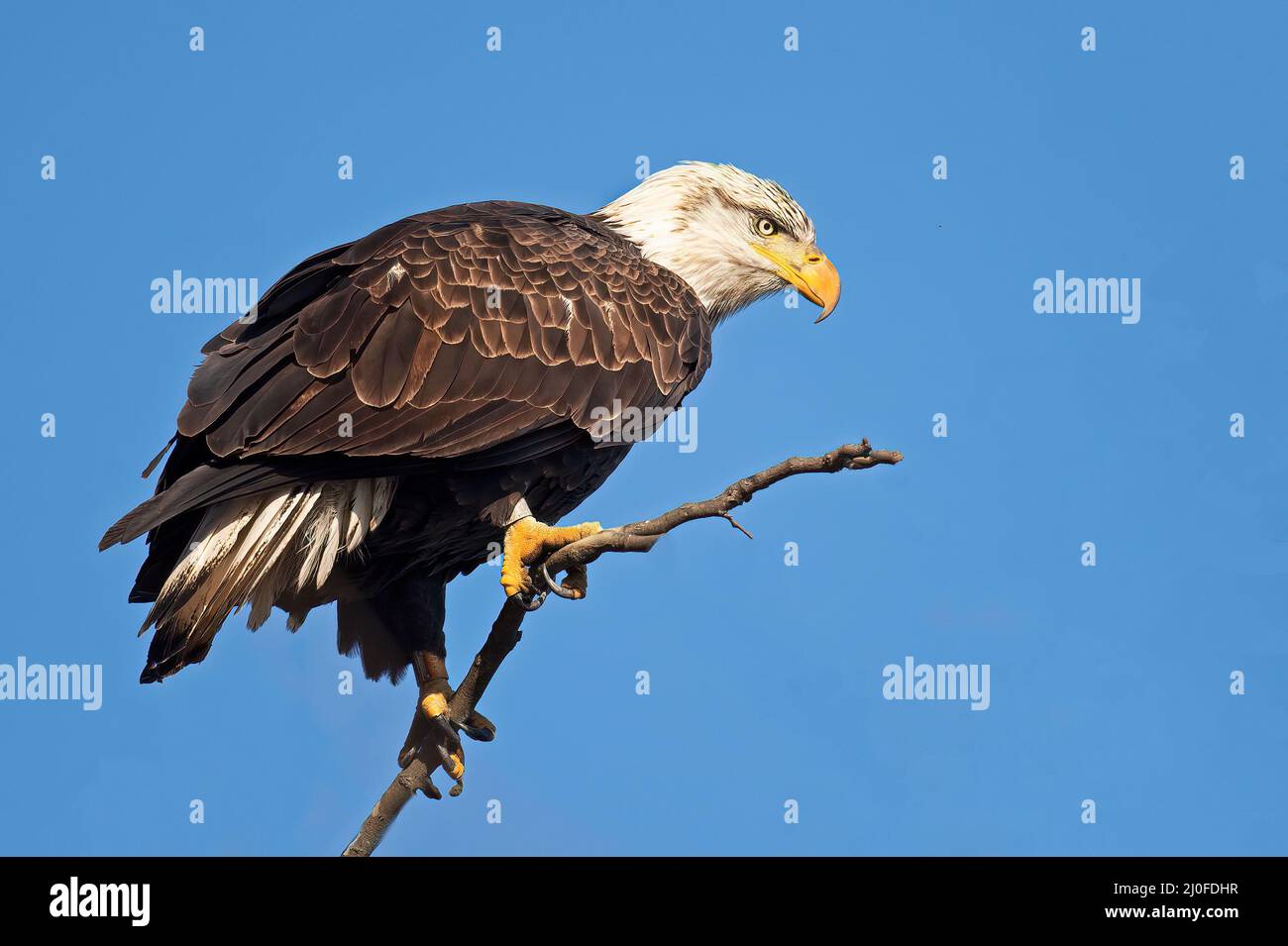 Bald Eagle Sitting in a Tree Stock Photo - Alamy