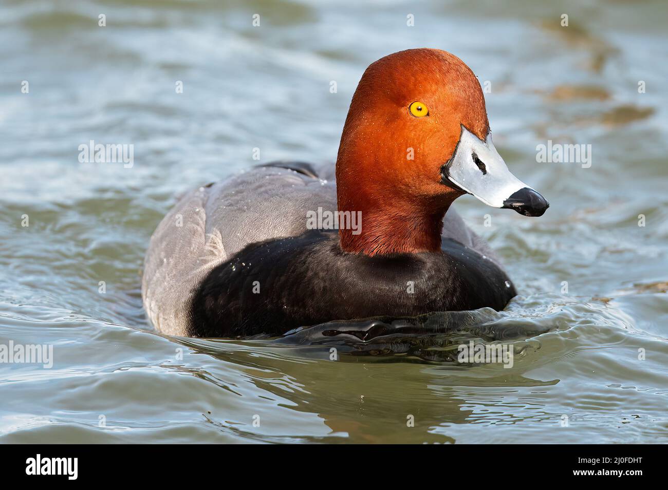 Male Redhead Duck in River Stock Photo - Alamy
