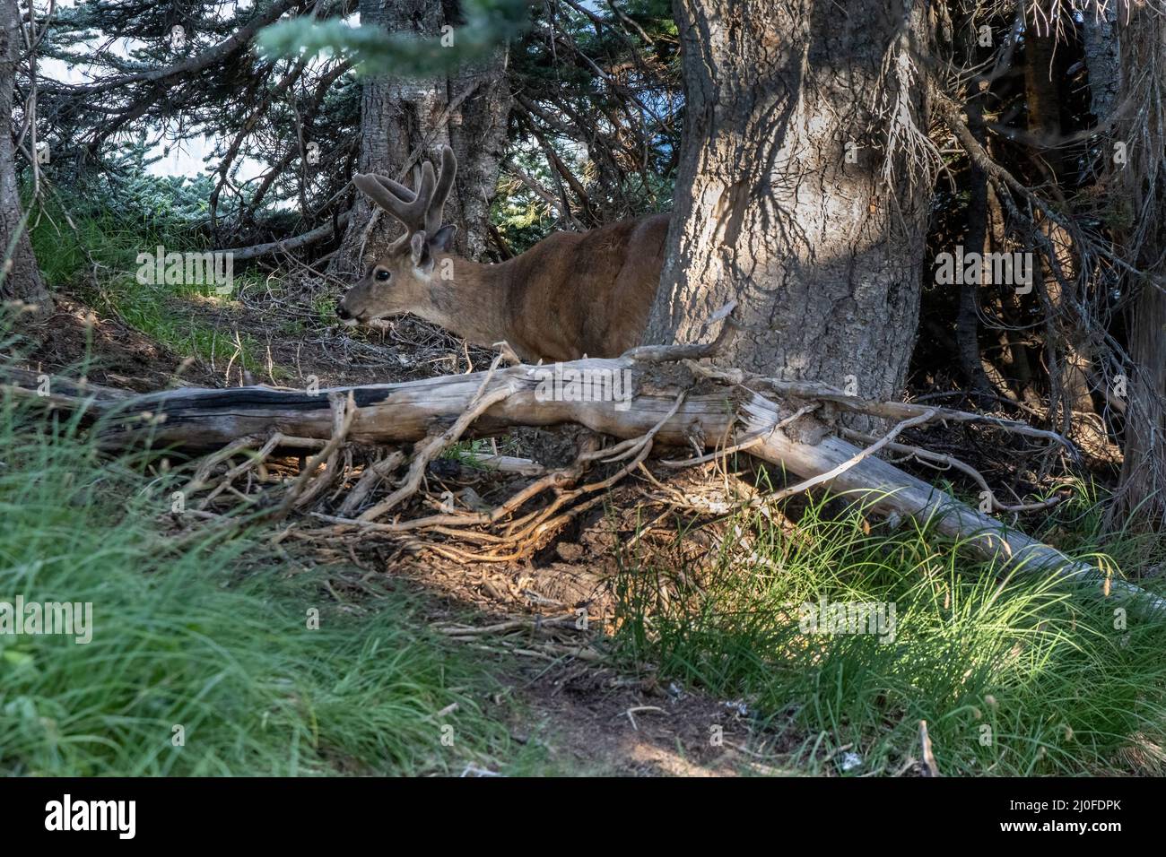 large buck hiding from afternoon sun in shady area in the forest ...