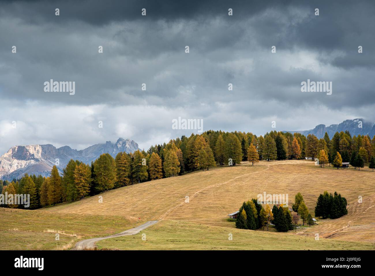 Landscape with beautiful Autumn yellow and green pine trees Alpe di ...