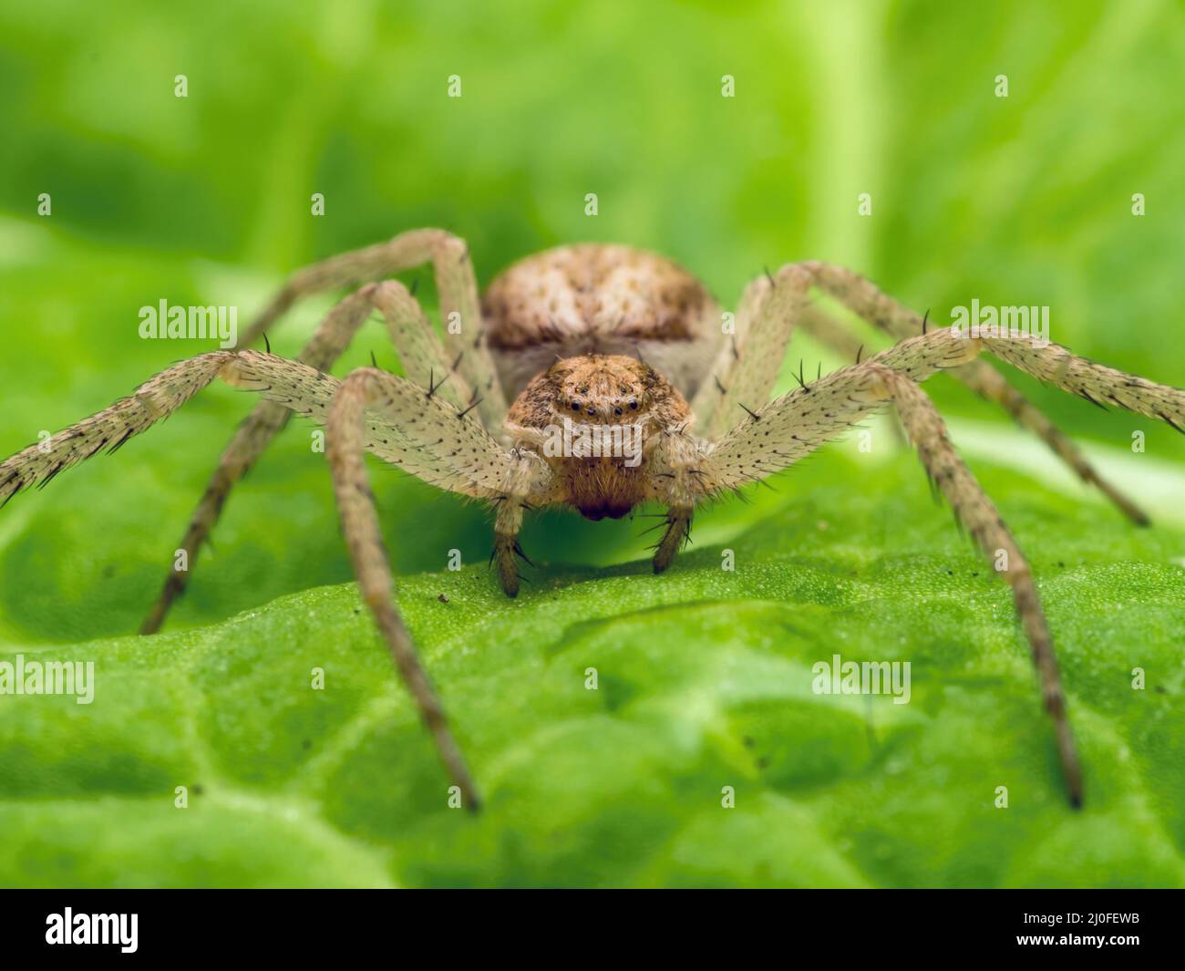 Close-up portrait of a female crab spider, Philodromus dispar, on a ...