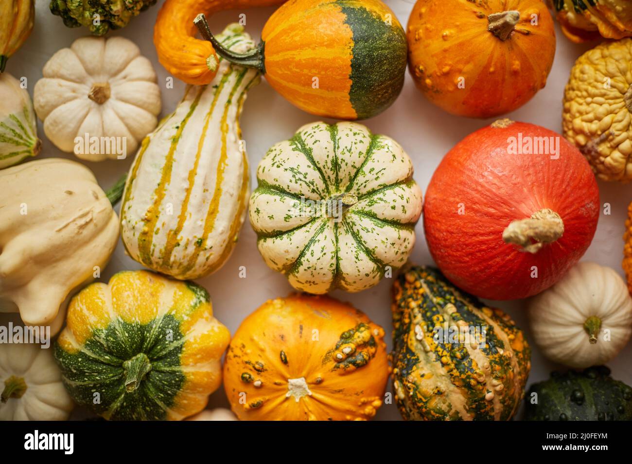 Mini pumpkins on white hi-res stock photography and images - Alamy