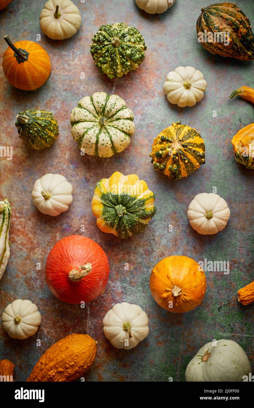 Colorful mini pumpkins hi-res stock photography and images - Alamy