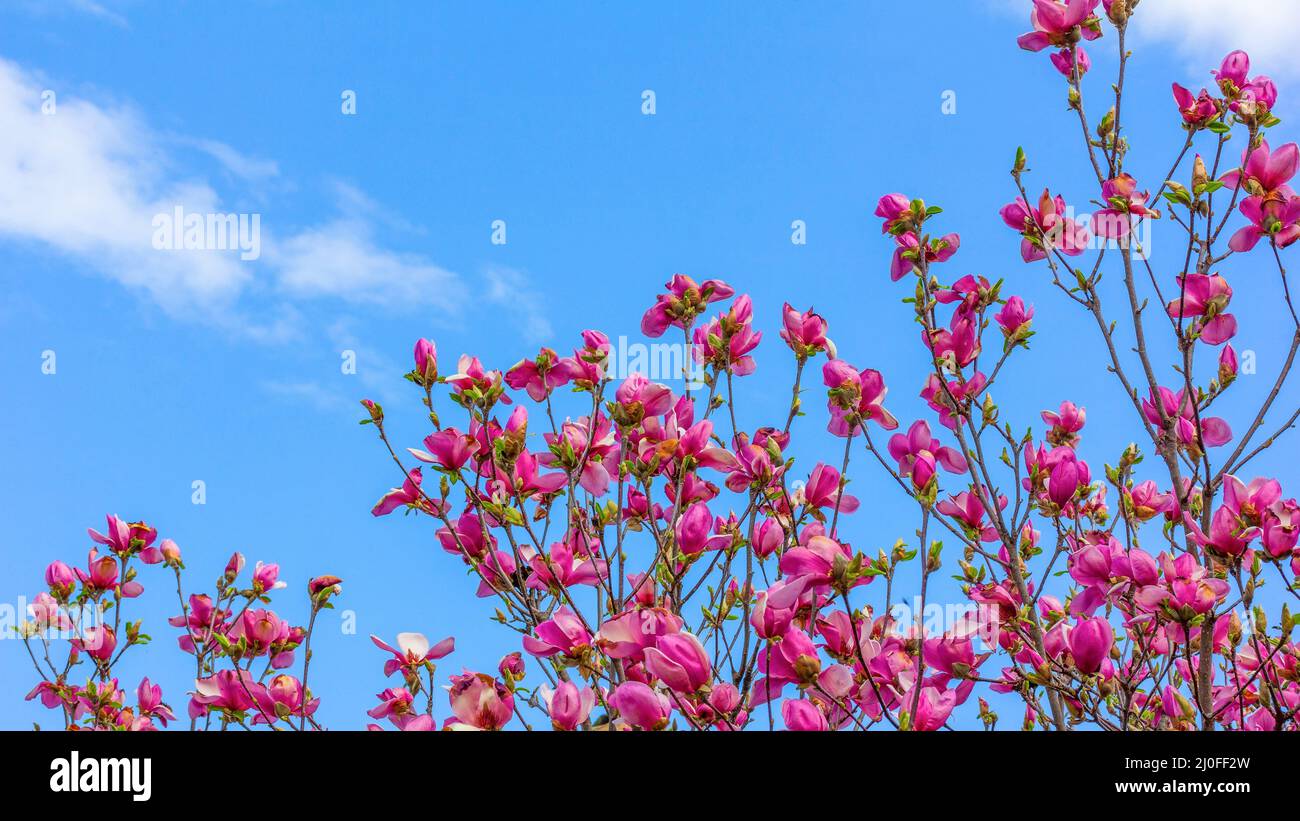 Blue magnolia tree hi-res stock photography and images - Alamy