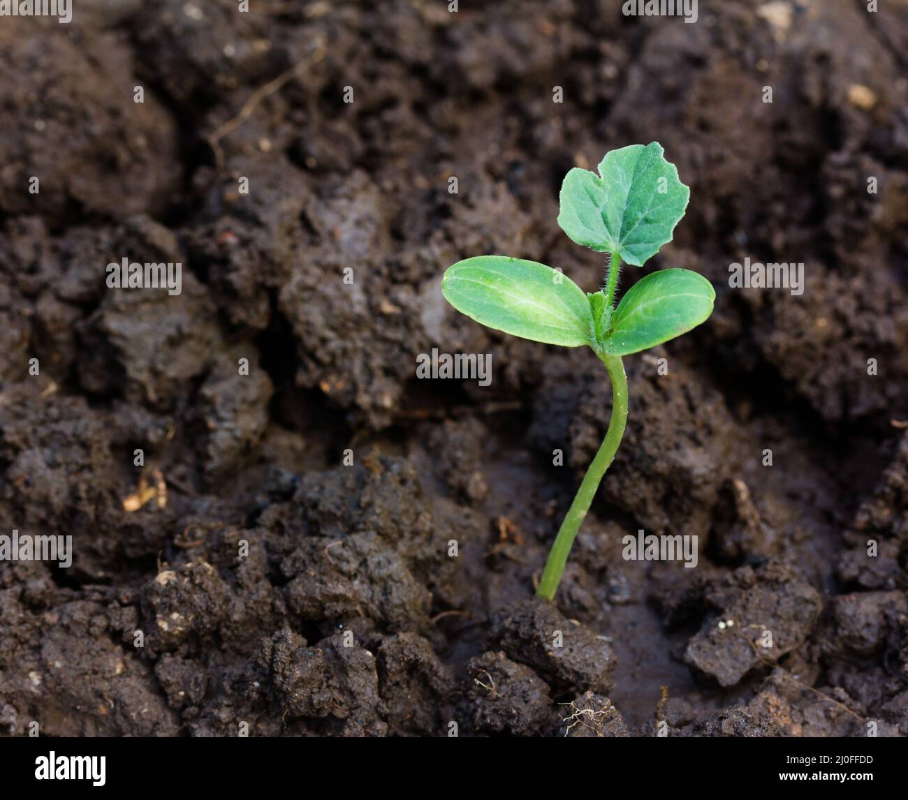 Green sprout growing from the soil top view Stock Photo - Alamy