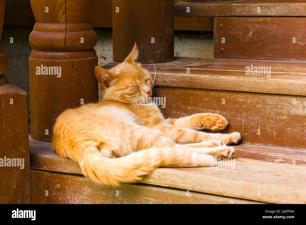 Nice cat sitting on steps hi-res stock photography and images - Alamy