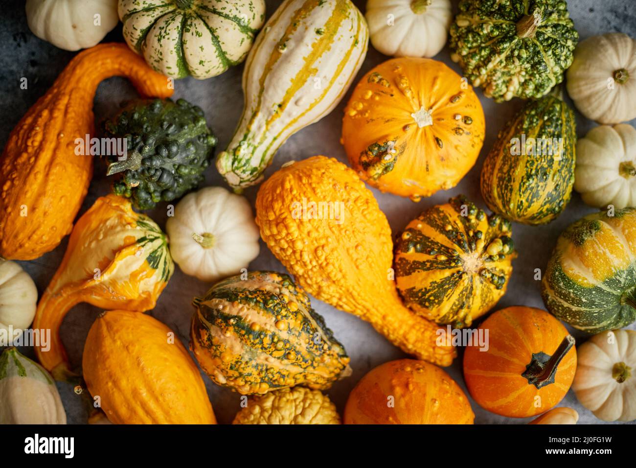 Colorful various kinds mini pumpkins on white background, top view ...