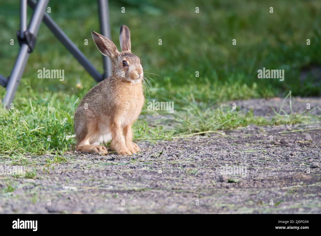 Cuniculus oryctolagus hi-res stock photography and images - Alamy