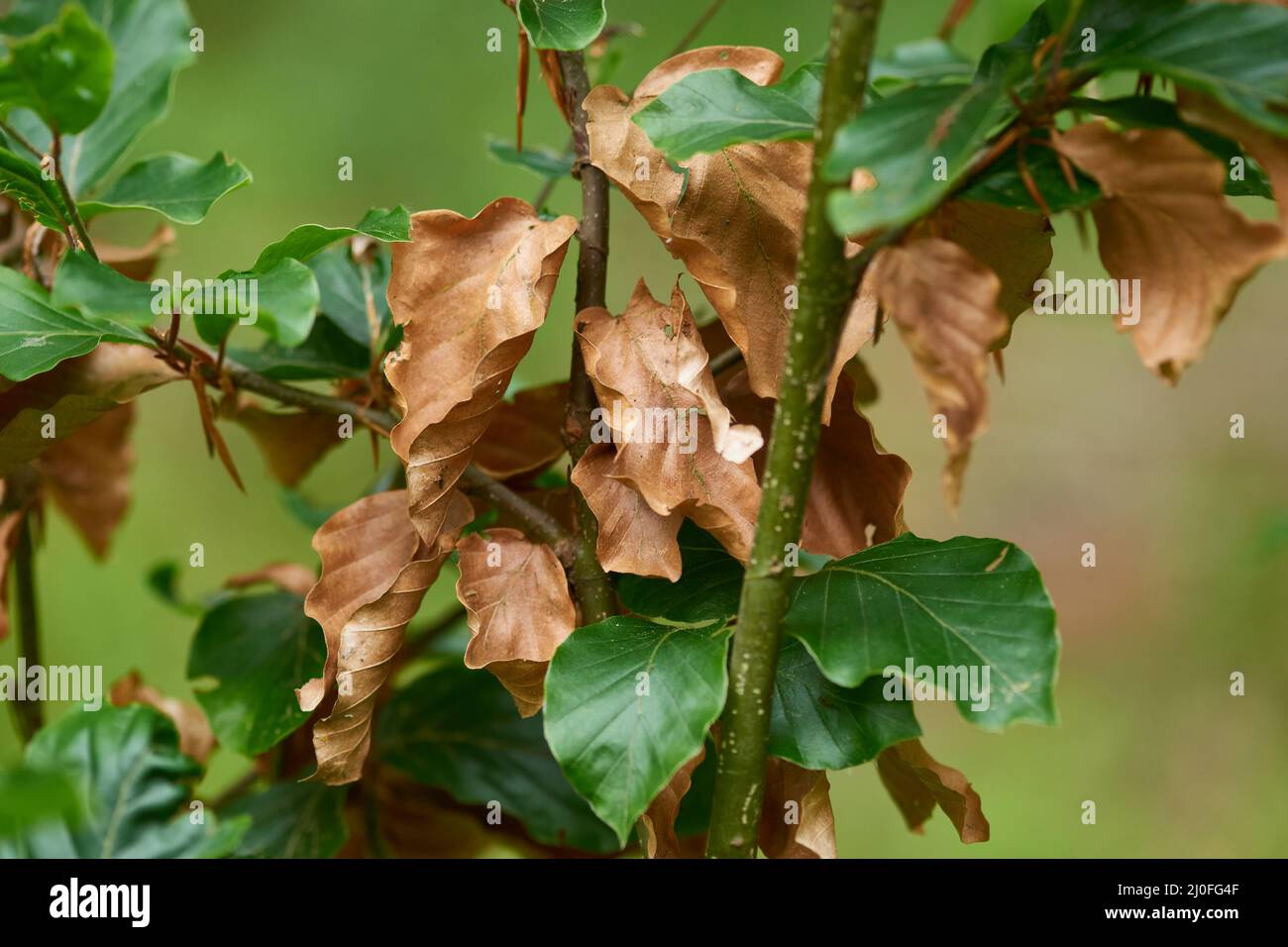 European beech fagus sylvatica bud hi-res stock photography and images ...