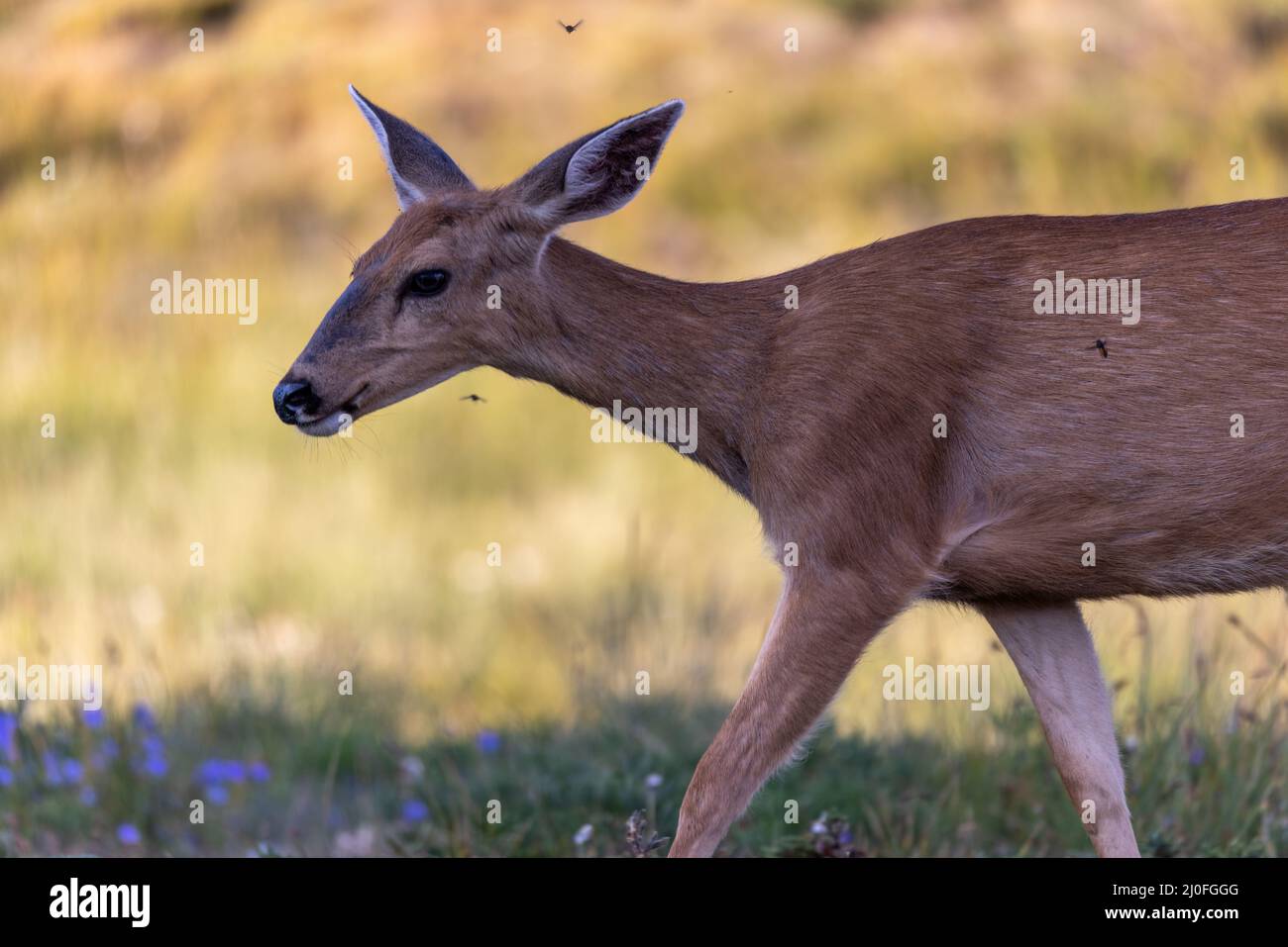 doe walking through dry grass and summer flowers in mountain meadow ...