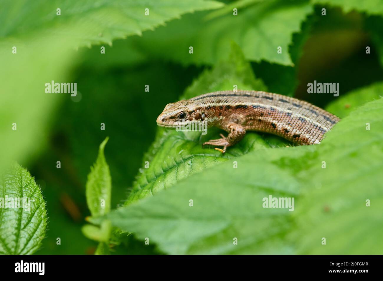 Common lizard viviparous lacerta hi-res stock photography and images ...