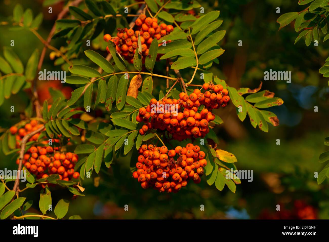 Sorbus aucuparia, commonly called rowan Stock Photo - Alamy
