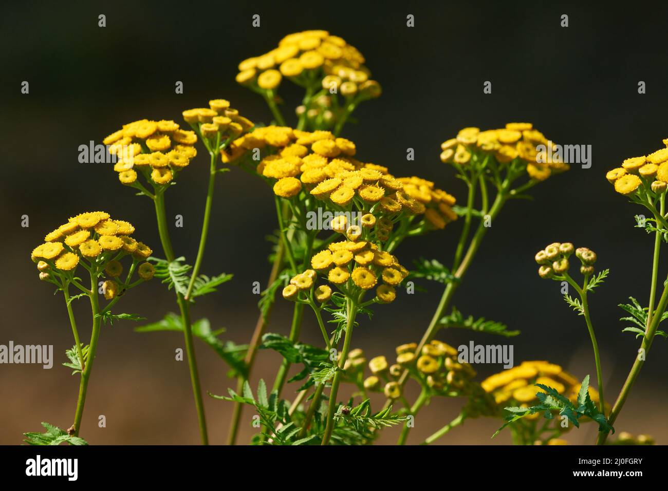 Common tansy tanacetum vulgare chrysanthemum hi-res stock photography ...